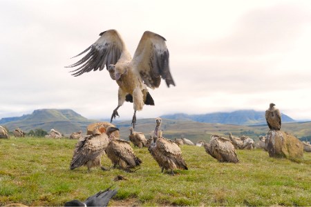 IdentiFlight and Roc Conservation Tech partner to advance bird ...